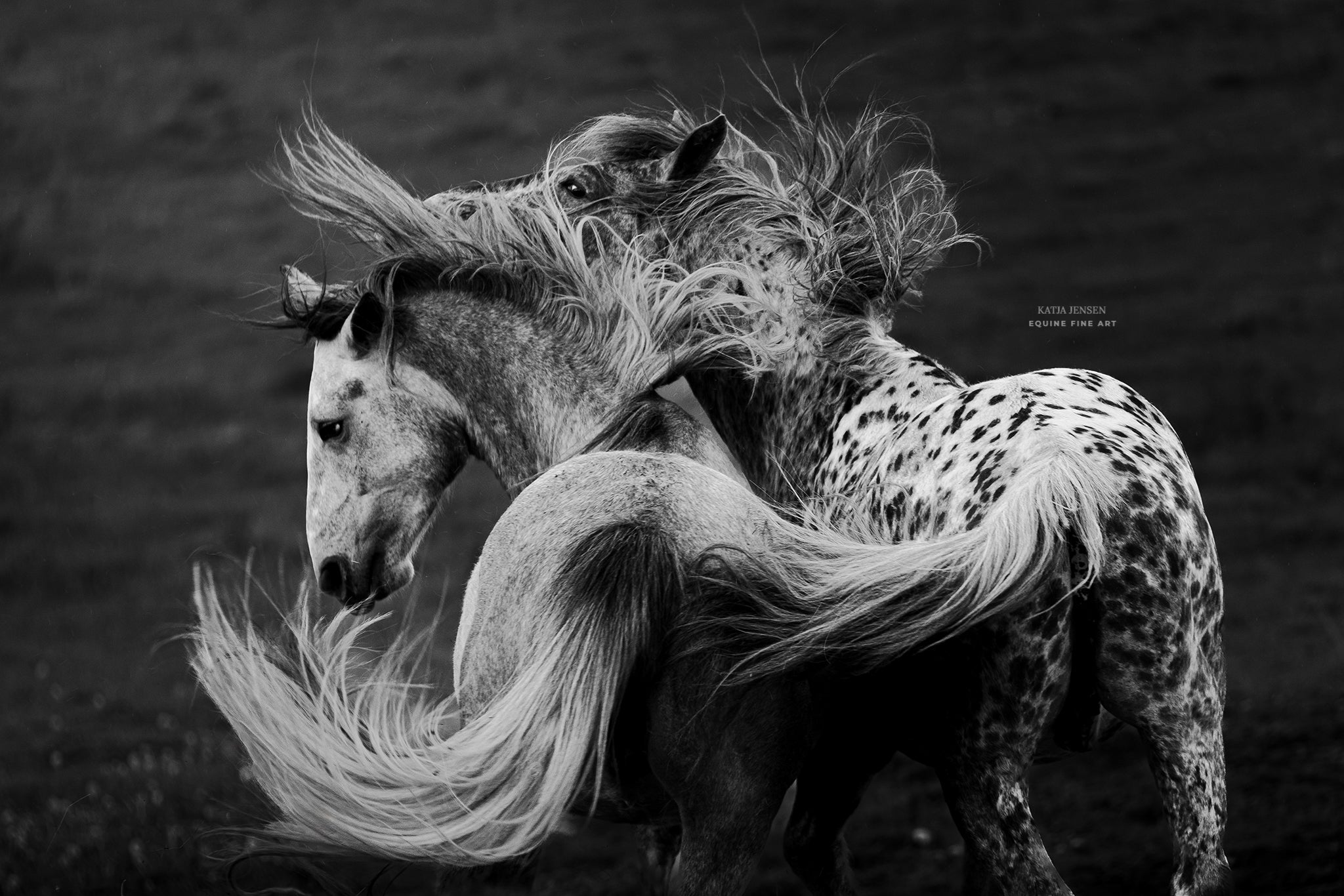 Equine Fine Art – Katja Jensen Photography