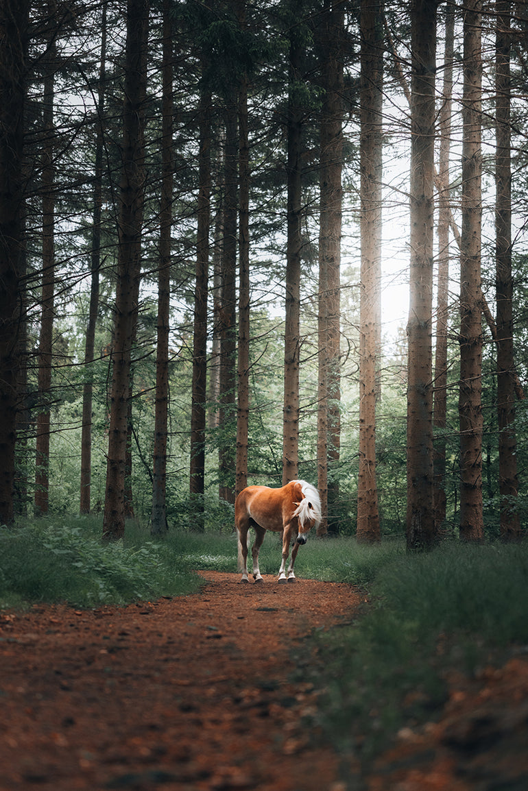 "Unbridled" – Katja Jensen