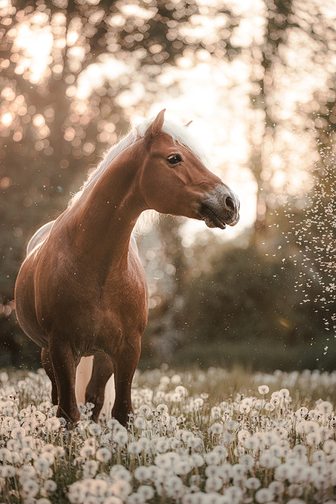 "Unbridled" – Katja Jensen