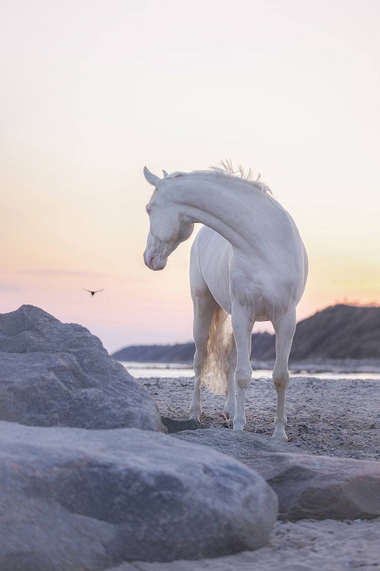 "Unbridled" – Katja Jensen