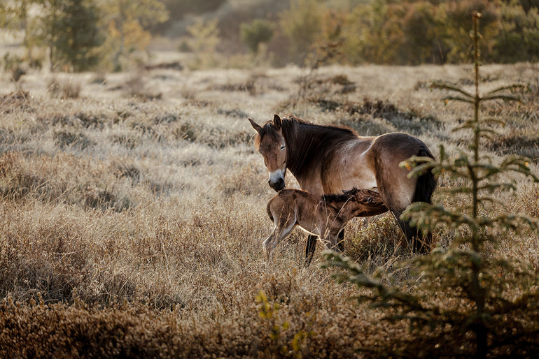 "Unbridled" – Katja Jensen