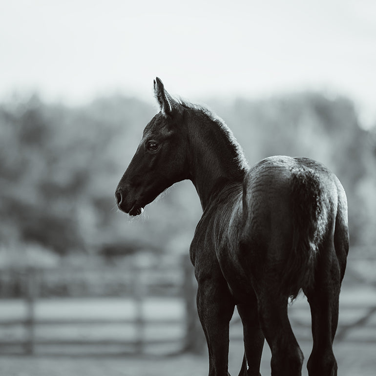 "Unbridled" – Katja Jensen