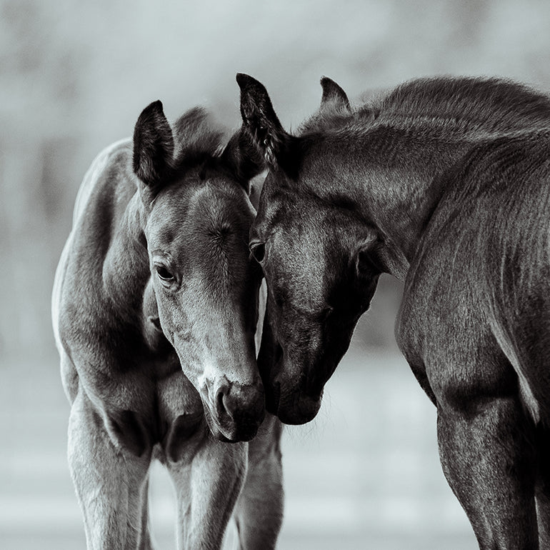 "Unbridled" – Katja Jensen