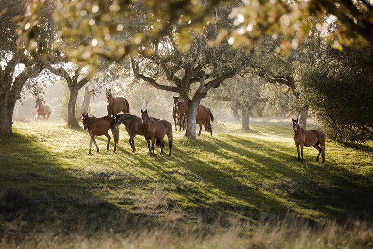 "Under Iberian Skies" – Katja Jensen