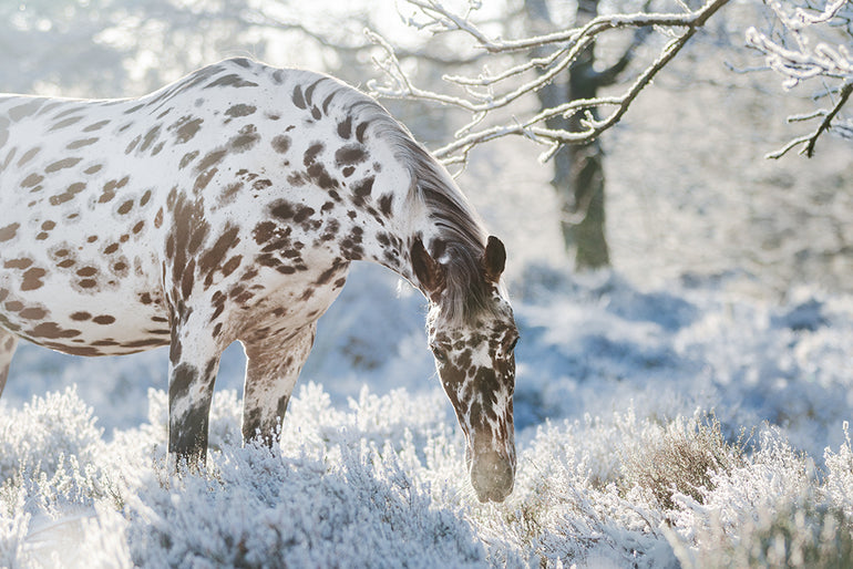"Unbridled" – Katja Jensen