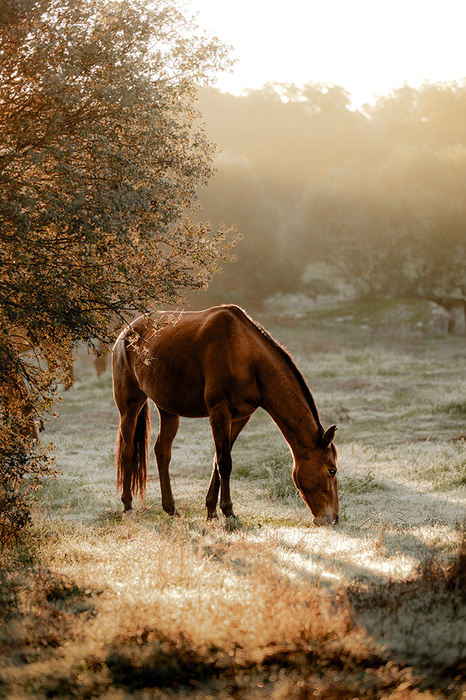 "Under Iberian Skies" – Katja Jensen