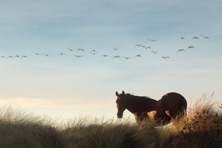 Fleeting Freedom – Katja Jensen