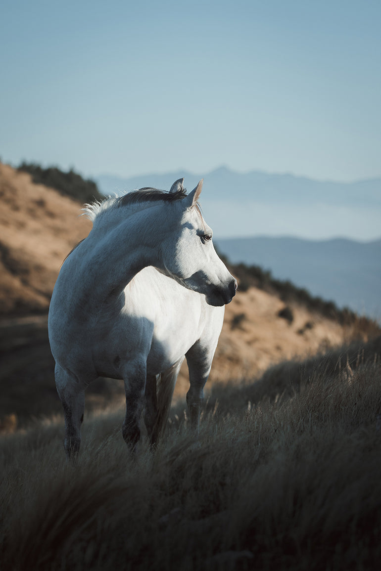 Fleeting Freedom – Katja Jensen