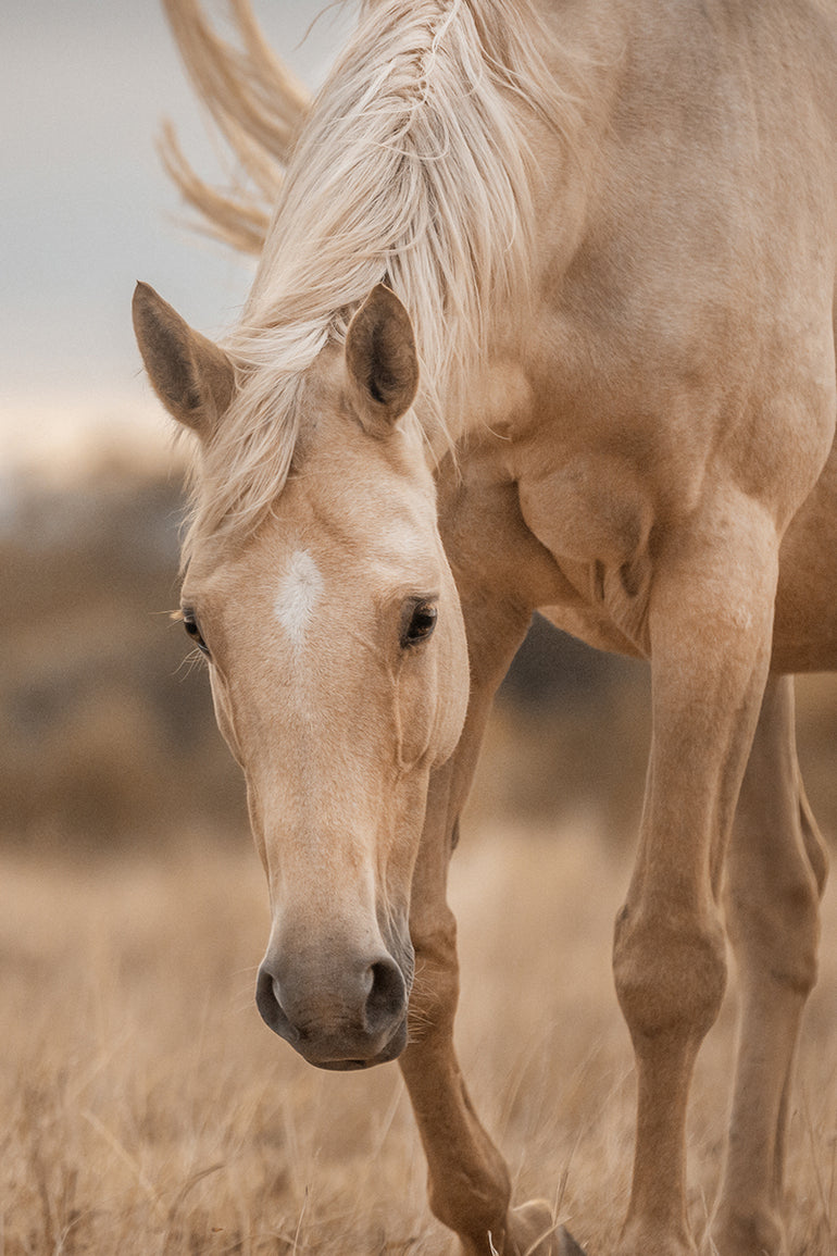 Fleeting Freedom – Katja Jensen